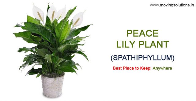 12 Vastu Plants (Feng Shui Plants) to Defend Your Home Against Evil Eyes